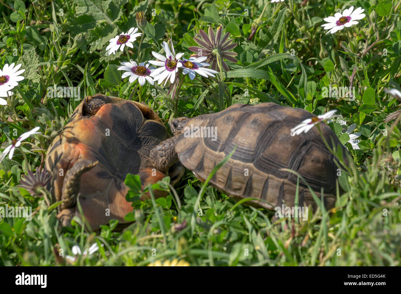 Aggressive tortoise hi-res stock photography and images - Alamy