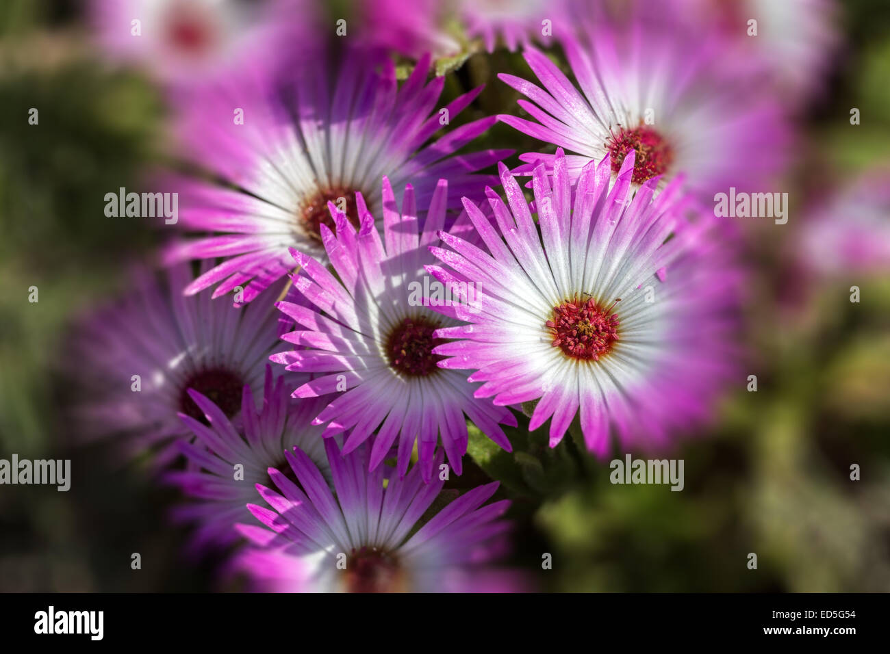 Asters, Wildflowers, Postberg Section, West Coast National Park ...