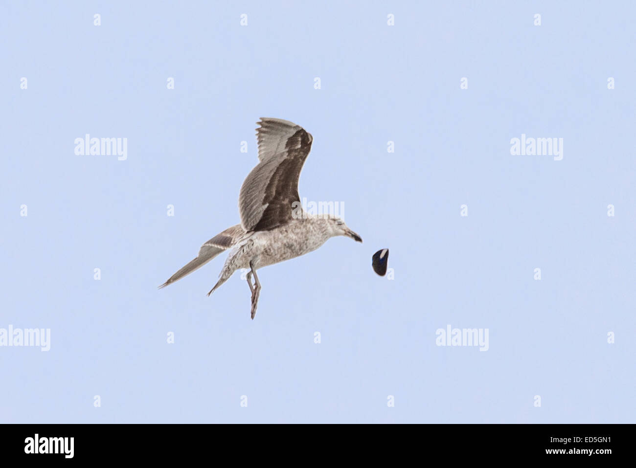 Juvenile kelp gull hi-res stock photography and images - Alamy