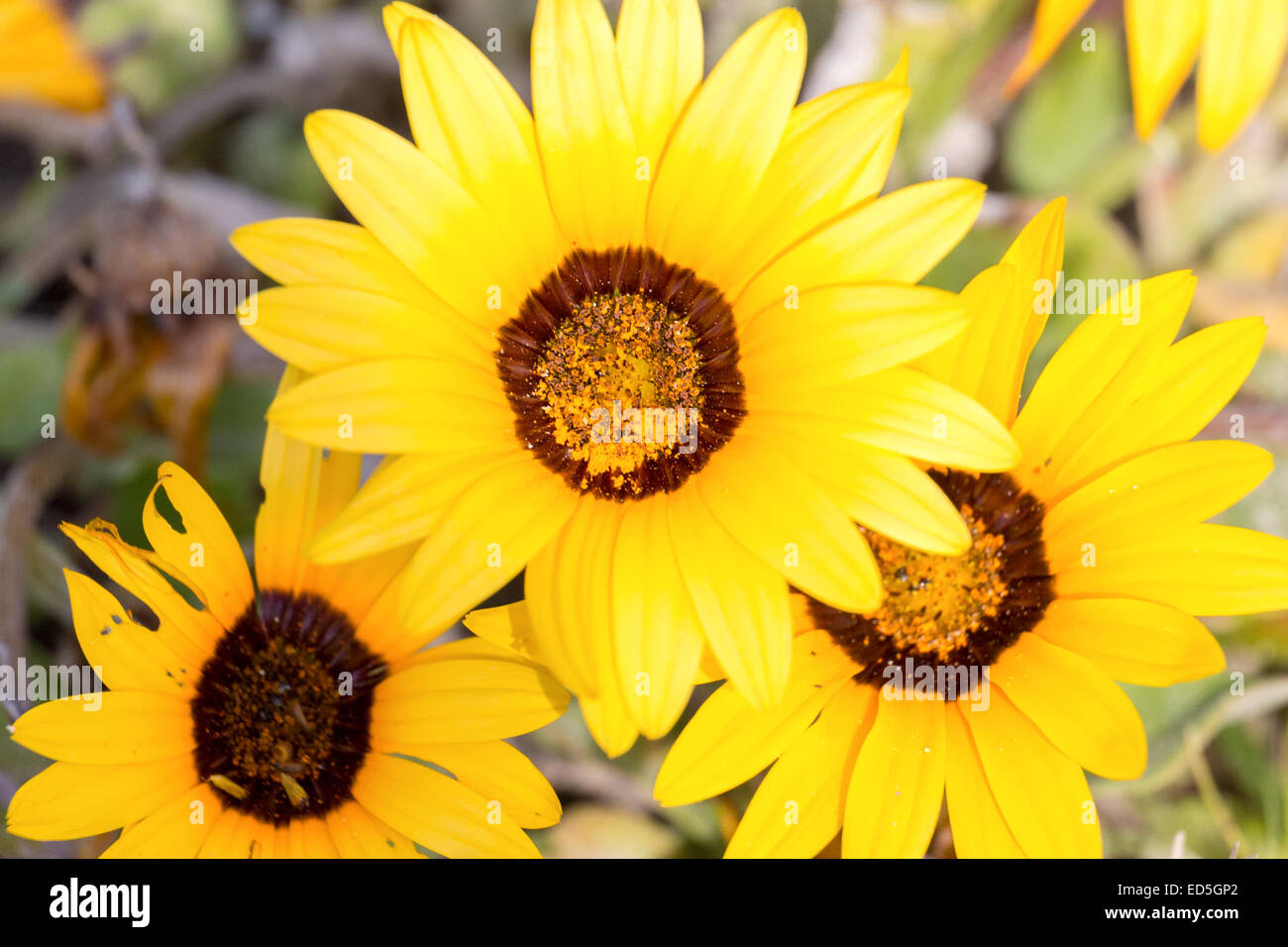 Yellow columbine wildflowers hi-res stock photography and images - Alamy