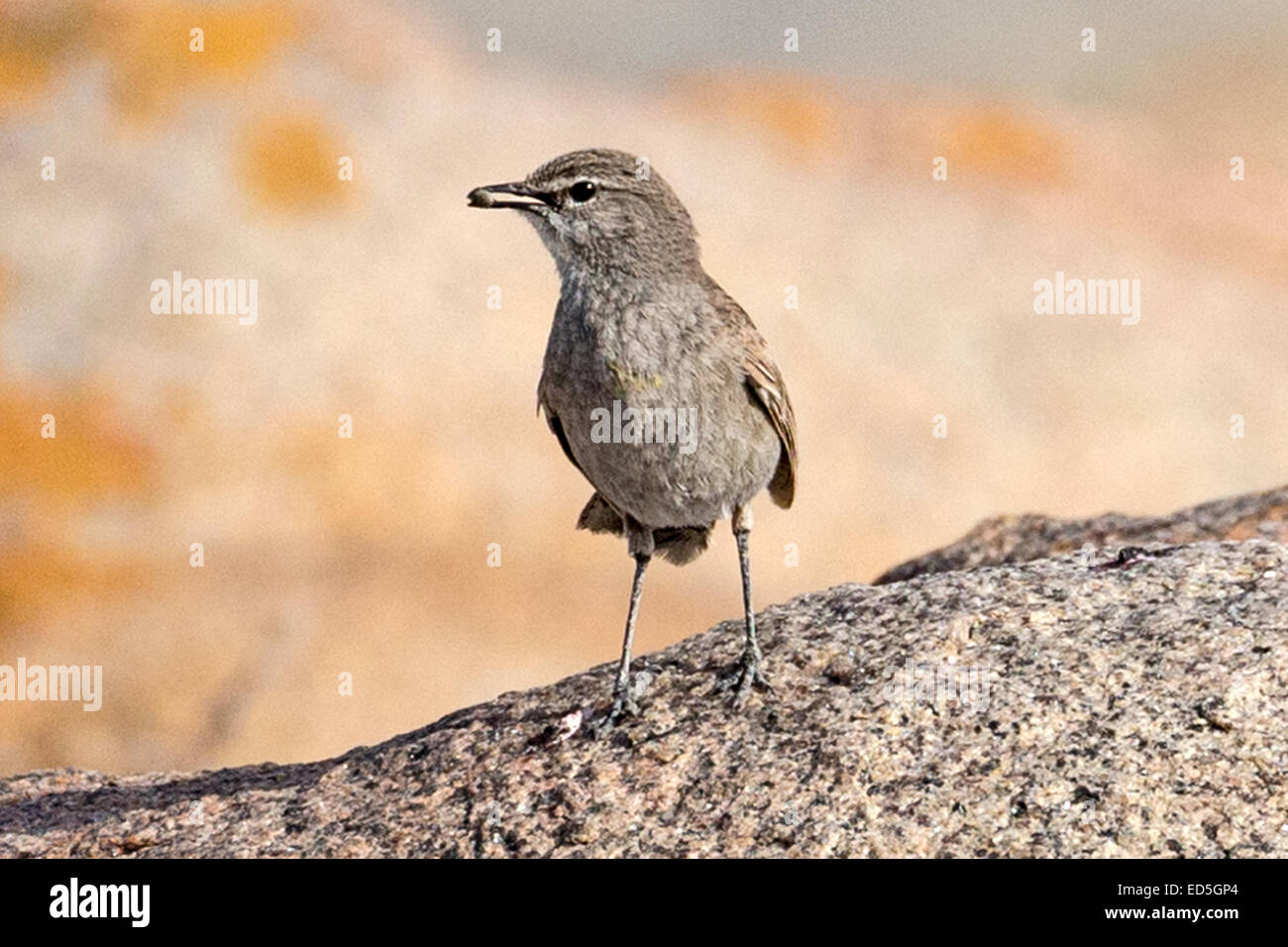Cape Wagtail, Motacilla capensis, also known as Wells's wagtail ...