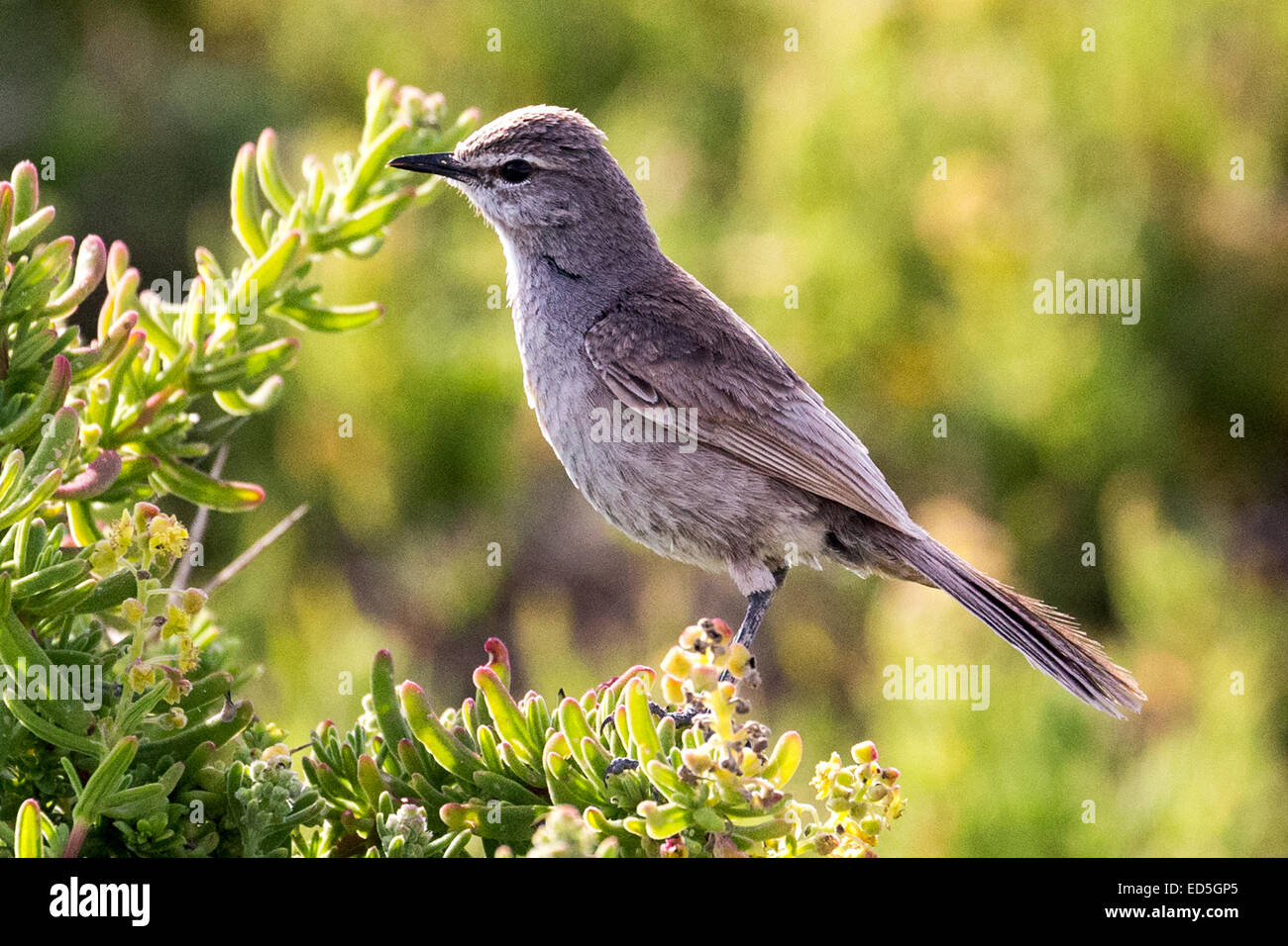 Cape Wagtail, Motacilla capensis, also known as Wells's wagtail ...