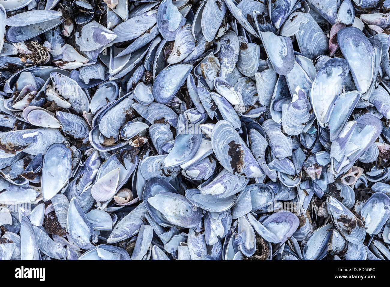 White mussels shells, Columbine Nature Reserve, Paternoster, Western ...