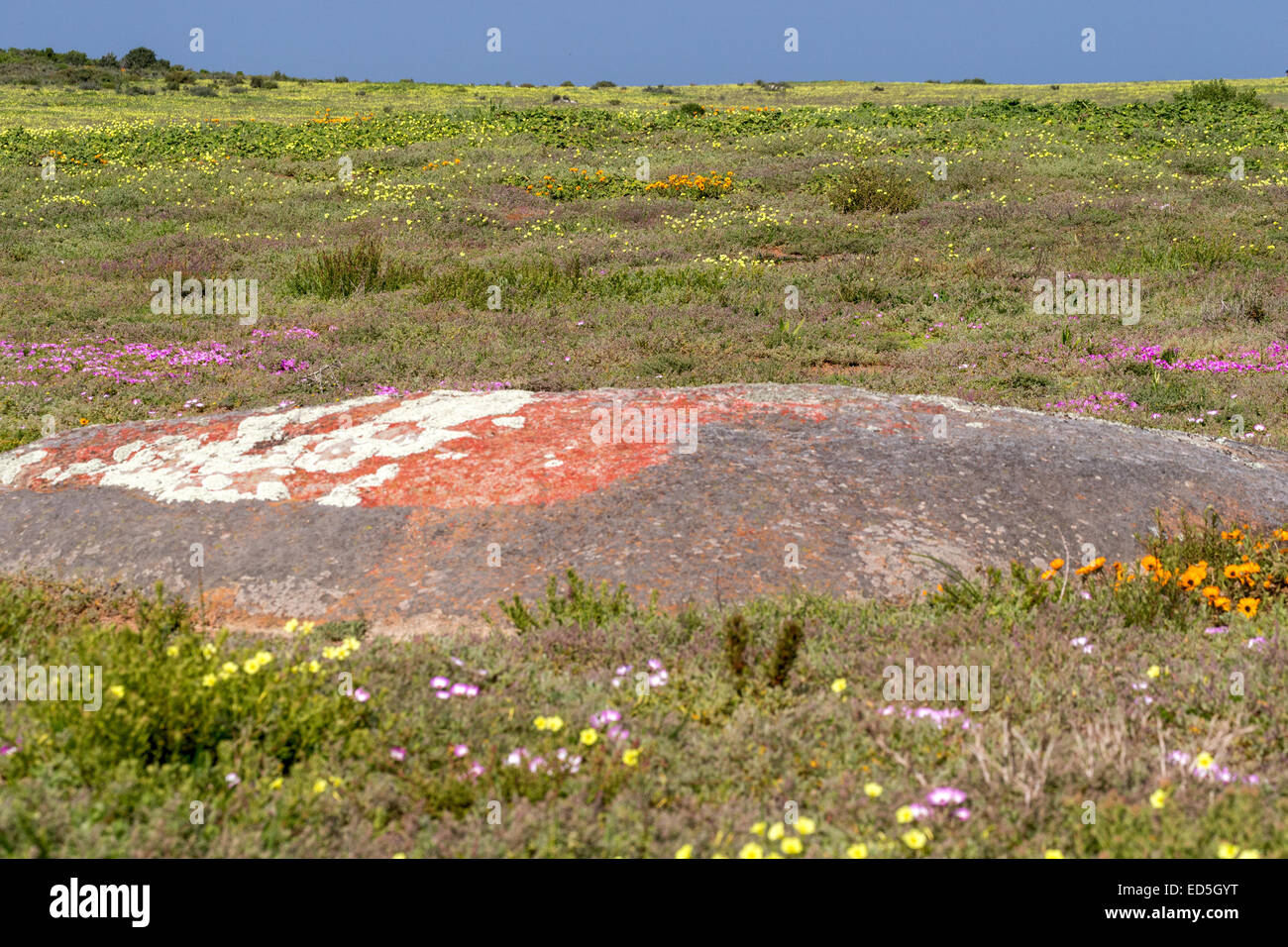 Wildflowers, Postberg Section, West Coast National Park, Western Cape ...