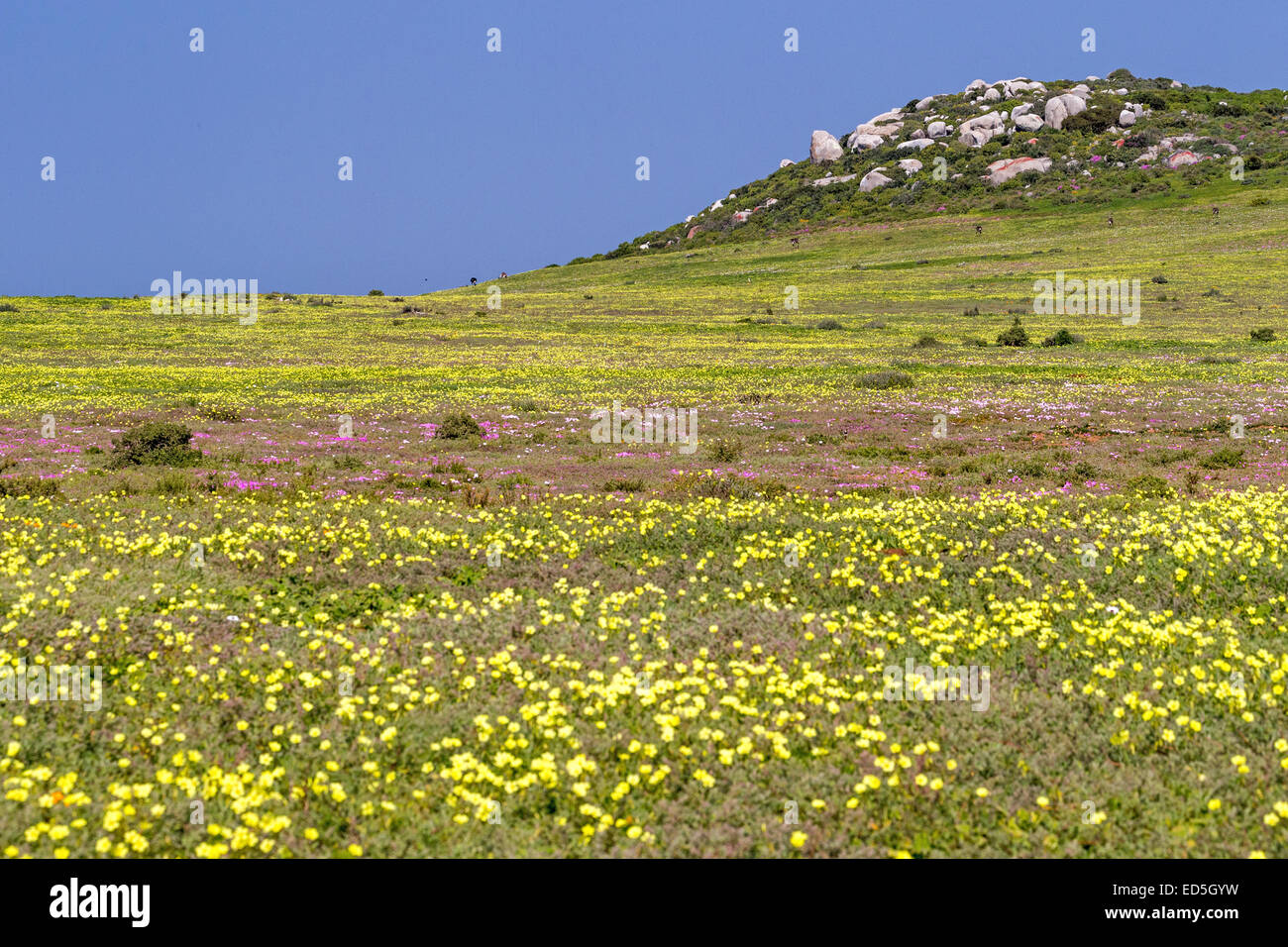 Wildflowers, Postberg Section, West Coast National Park, Western Cape ...