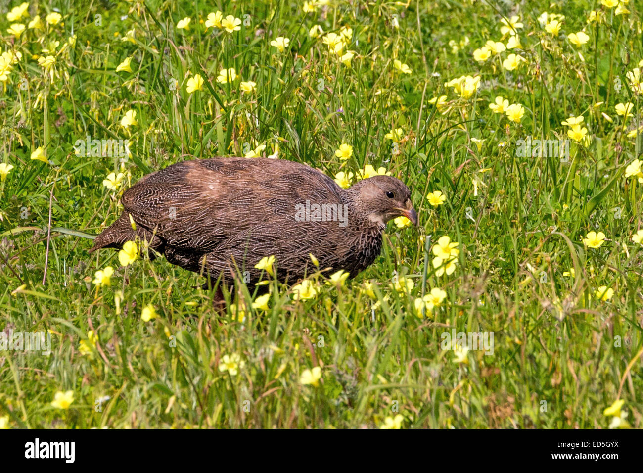 Cape spurfowl, aka Cape francolin, Pternistis capensis, Wildflowers ...