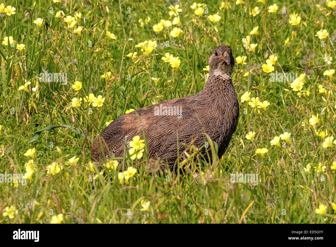 Cape spurfowl, aka Cape francolin, Pternistis capensis, Wildflowers ...
