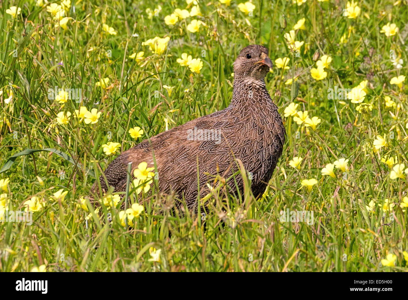South africa cape spurfowl francolin hi-res stock photography and ...