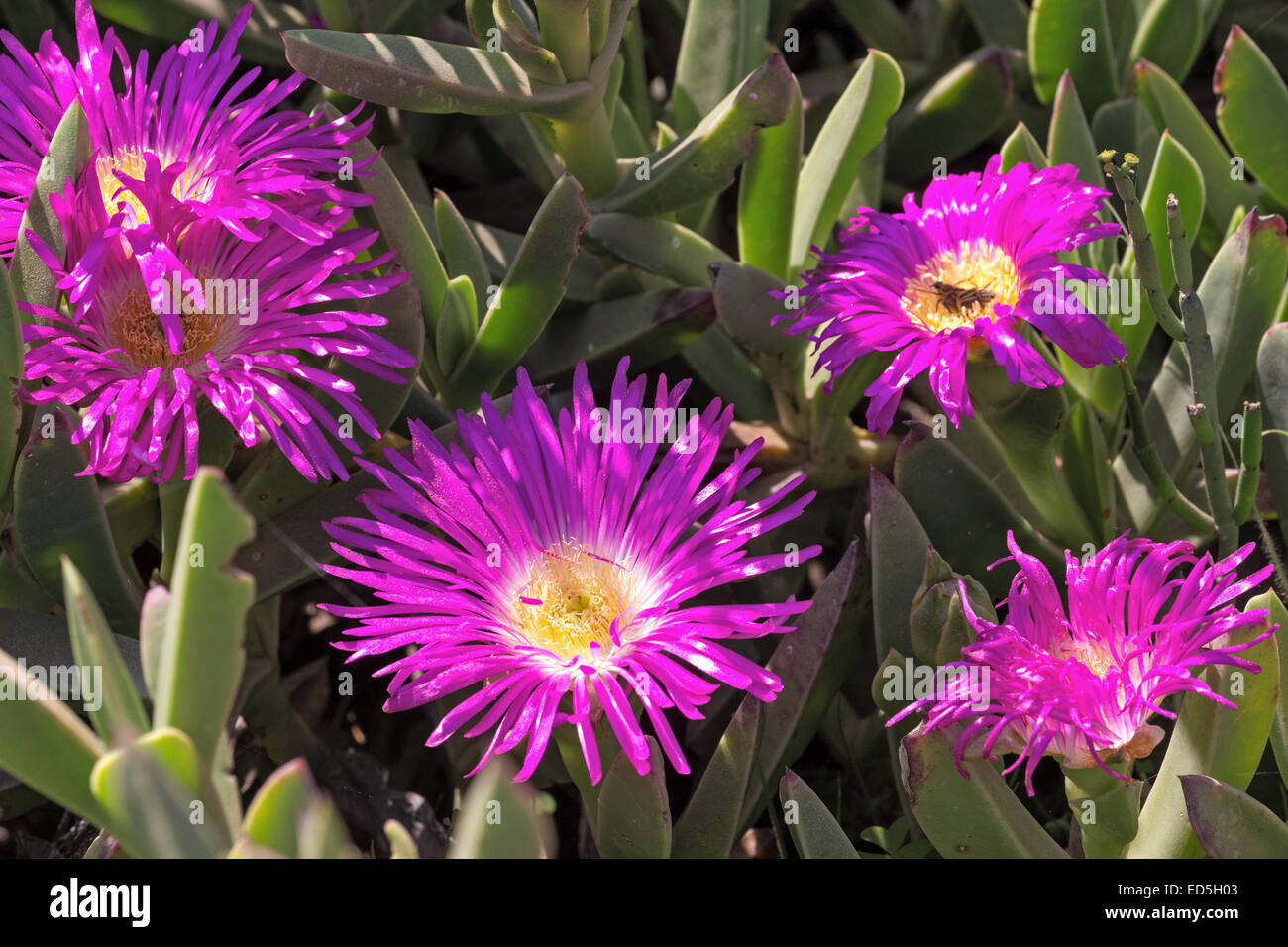 Mesembryanthemum, Wildflowers, Postberg Section, West Coast National ...