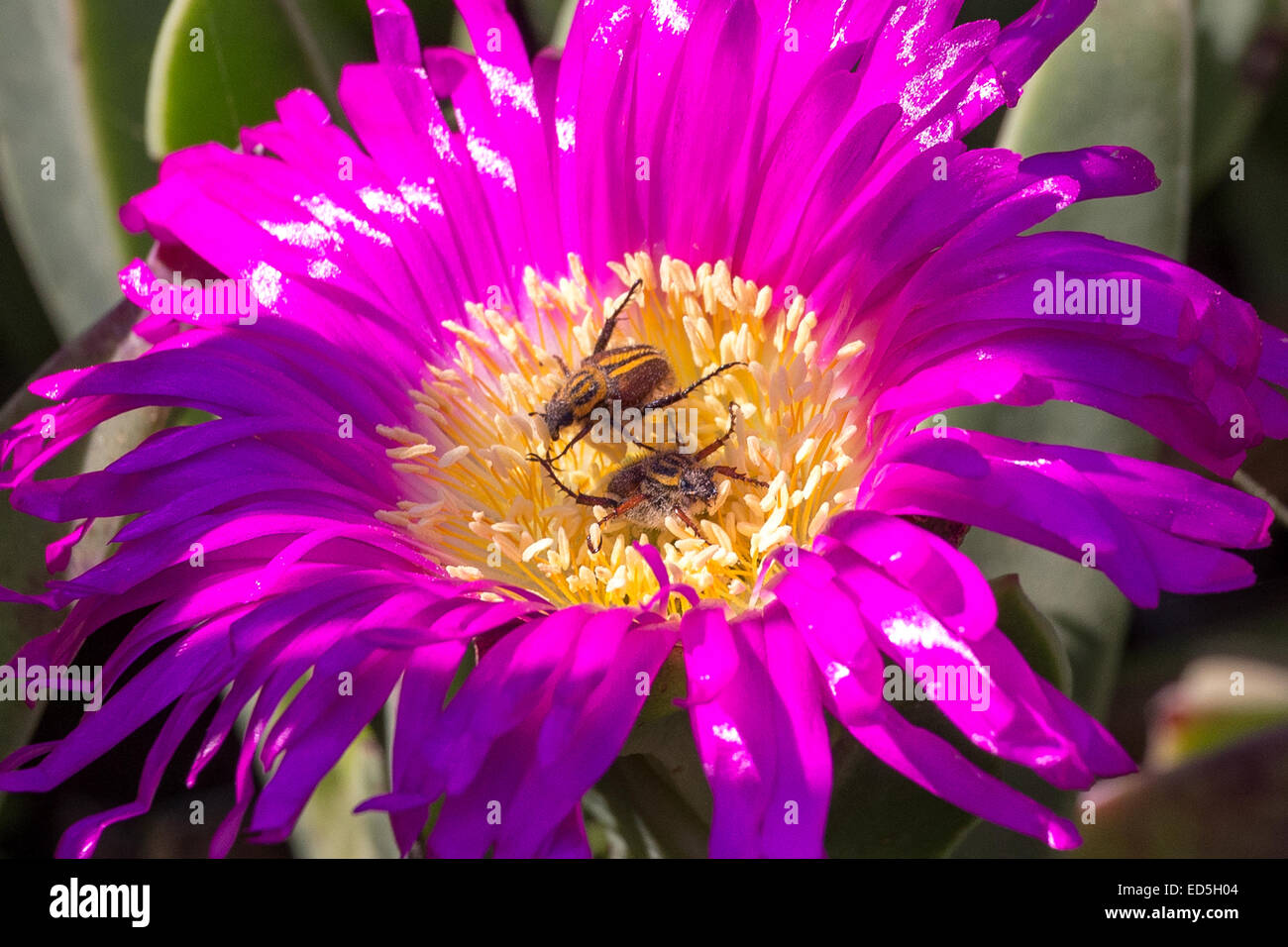 Mesembryanthemum, Wildflowers, Postberg Section, West Coast National ...