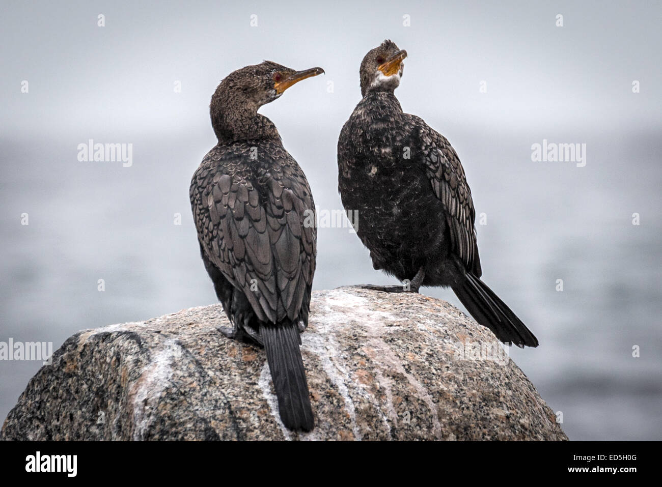 Cape cormorant aka Cape shag, Phalacrocorax capensis, Britannia bay ...