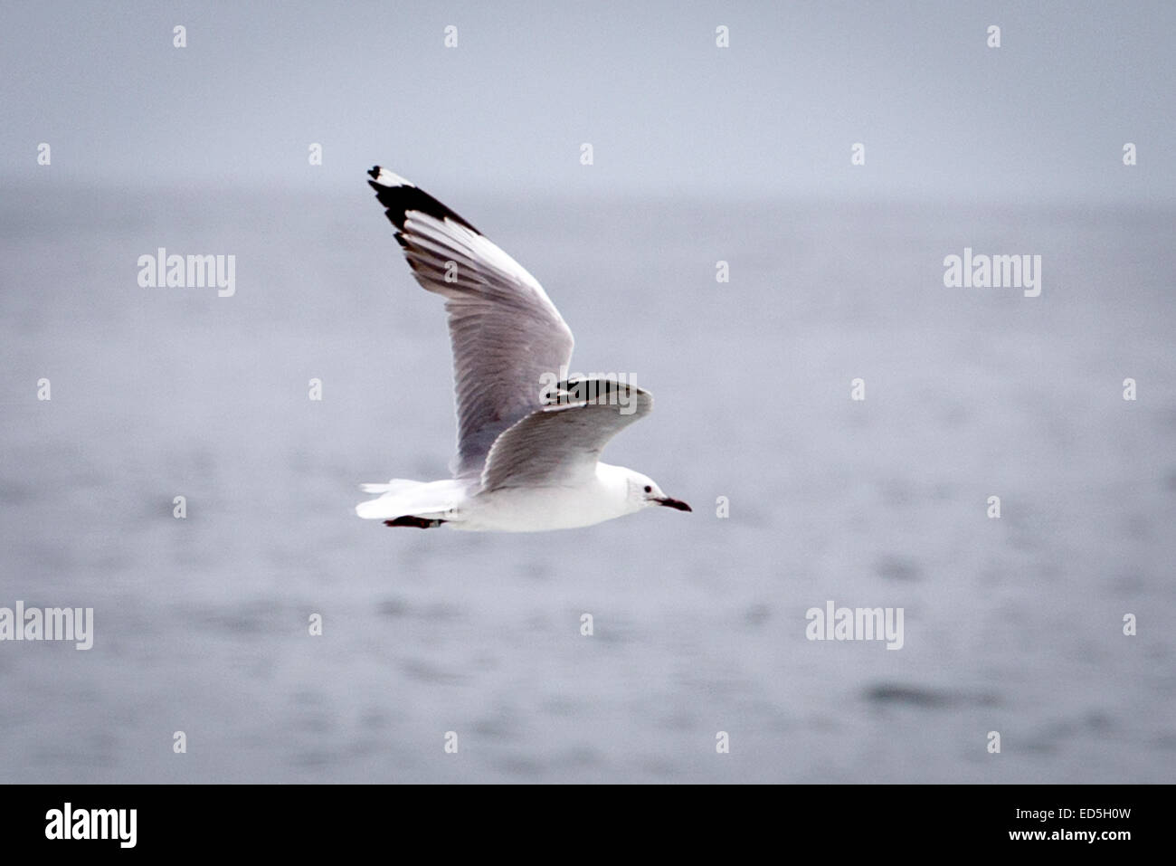 Winter markings of Gray-hooded Gull aka Gray-headed Gull ...