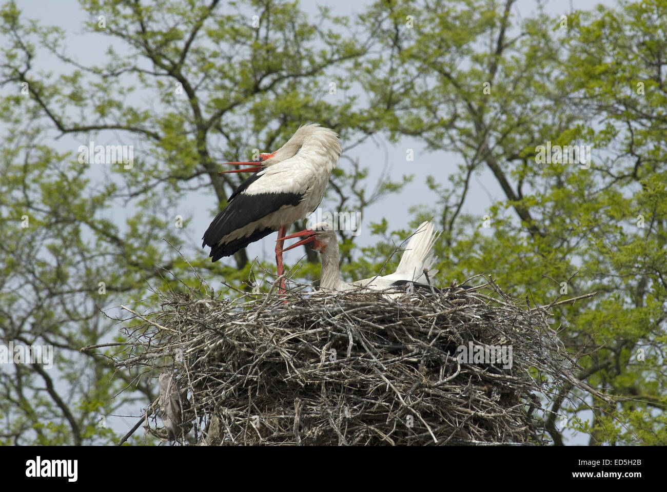 Couple of white storks (Ciconia ciconia) in the nest, danube delta ...