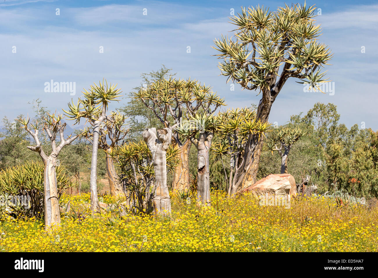 Wildflowers and Quiver tree, Aloidendron dichotomum formerly Aloe ...