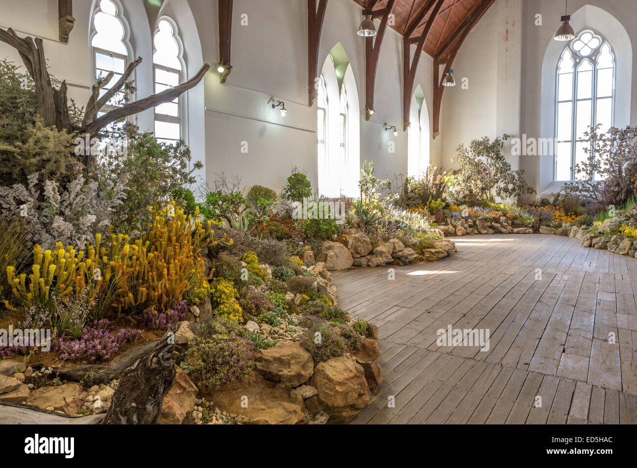 Clanwilliam, wildflower show, Western Cape, South Africa Stock Photo ...