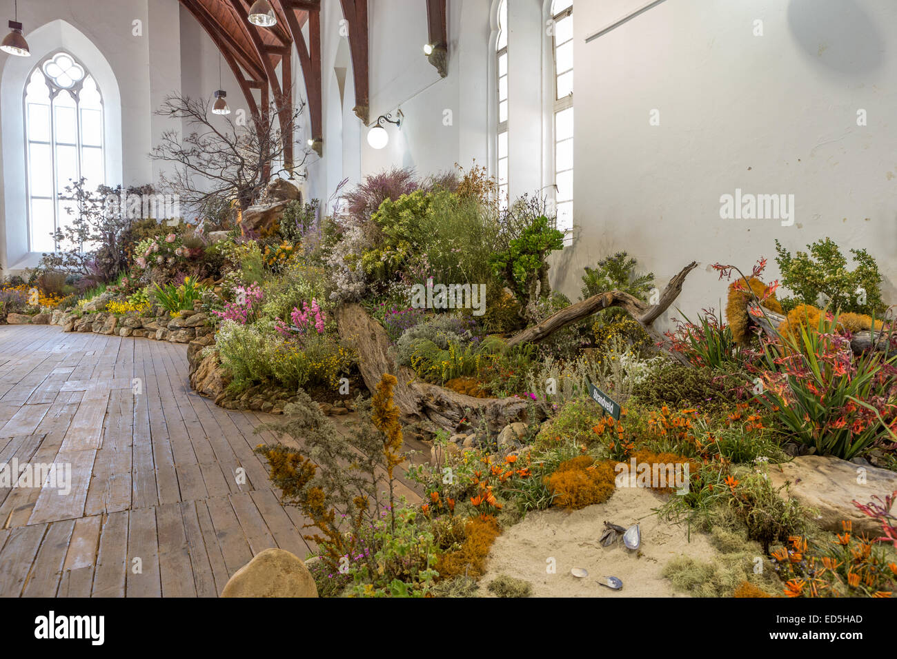 Clanwilliam, wildflower show, Western Cape, South Africa Stock Photo ...