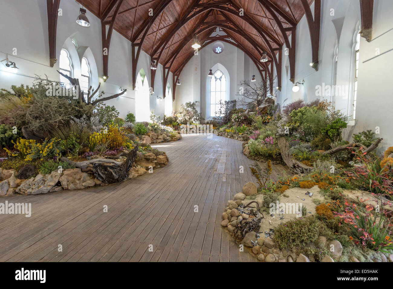 Clanwilliam, wildflower show, Western Cape, South Africa Stock Photo ...