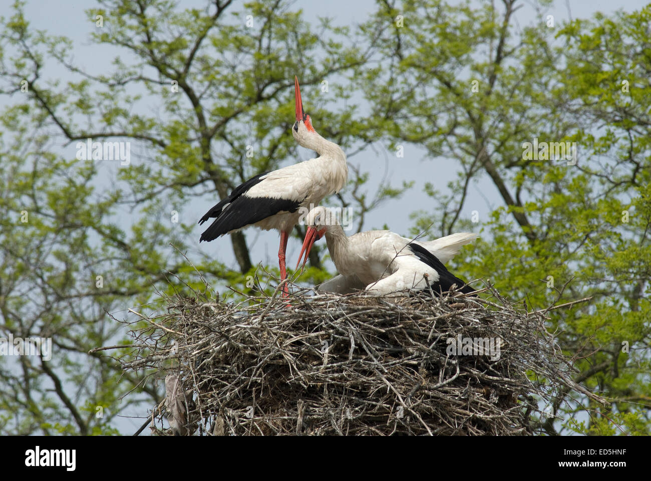 Couple of white storks (Ciconia ciconia) in the nest, Danube delta ...