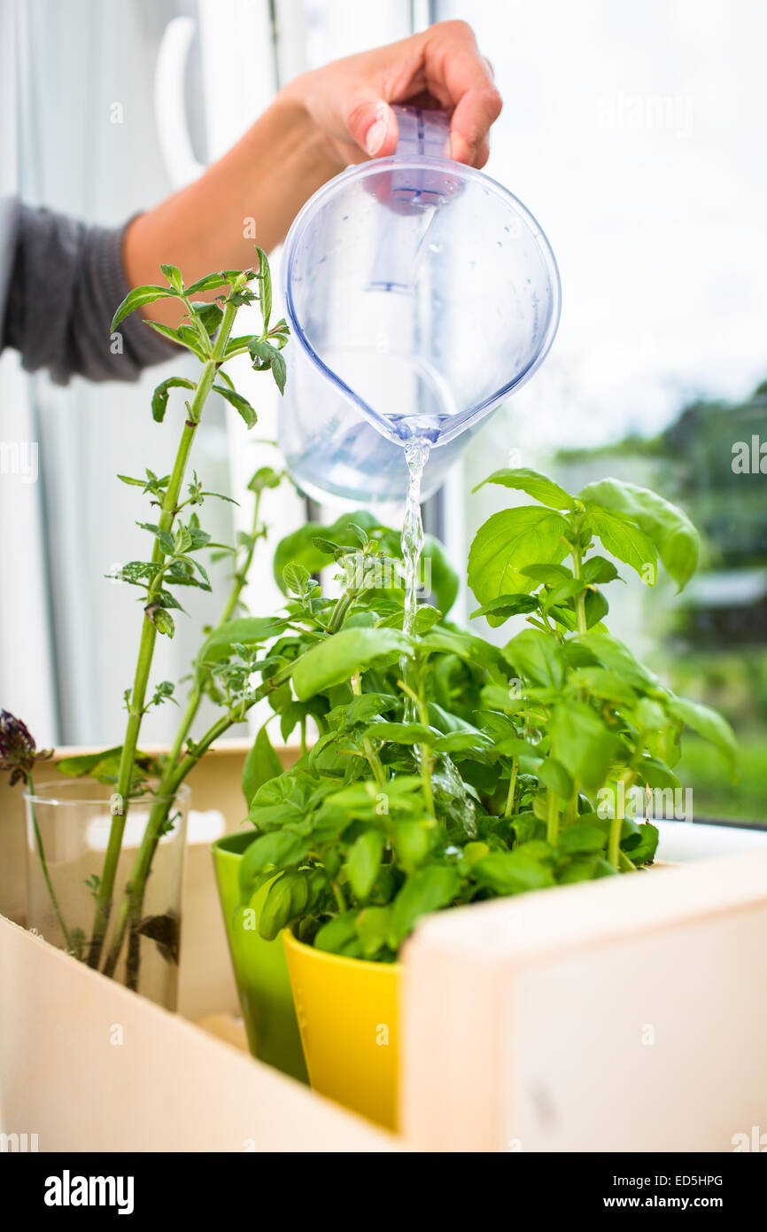 Watering the kitchen herbs - Young woman pouring fresh water into pots ...