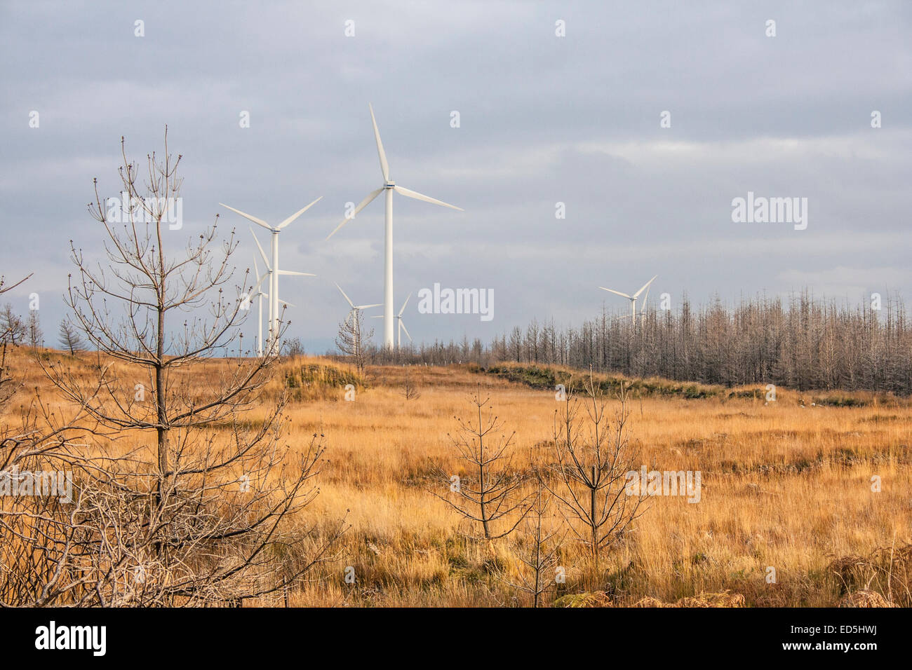 Wind turbines in a field Stock Photo - Alamy