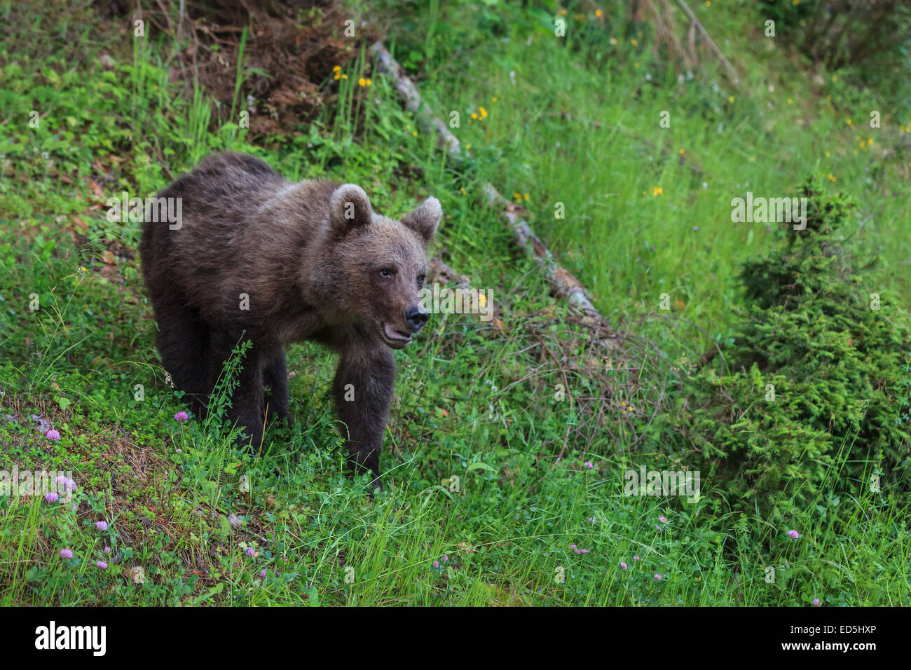 Bear romania hi-res stock photography and images - Alamy