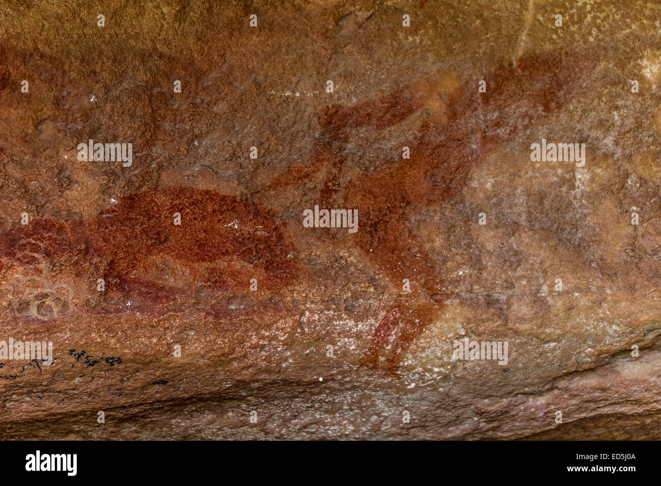 Human animal transformation hi-res stock photography and images - Alamy