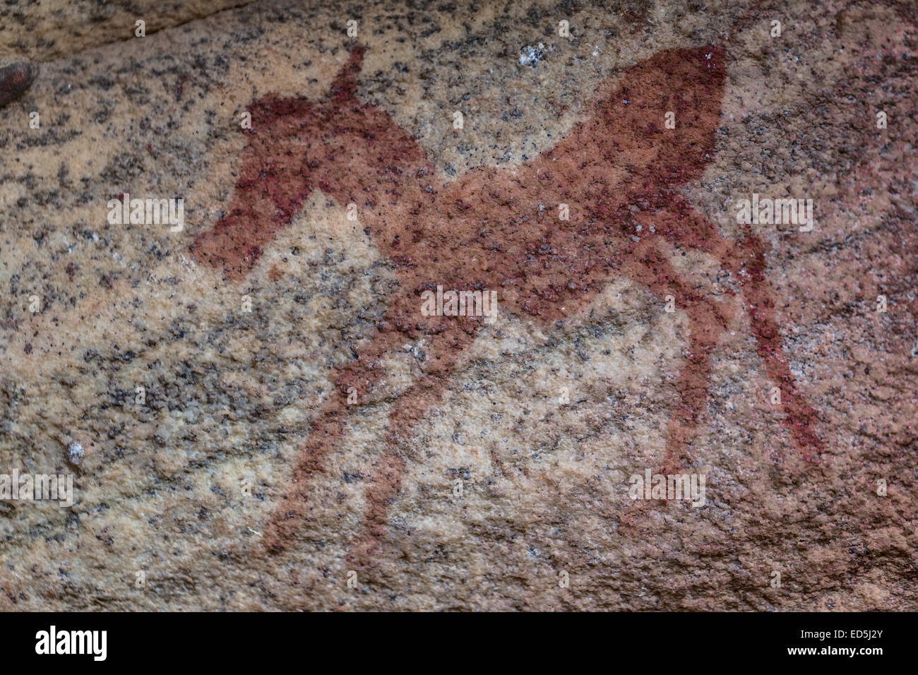 Quagga or zebra, San Rock Art, Clanwilliam, Western Cape, South Africa ...