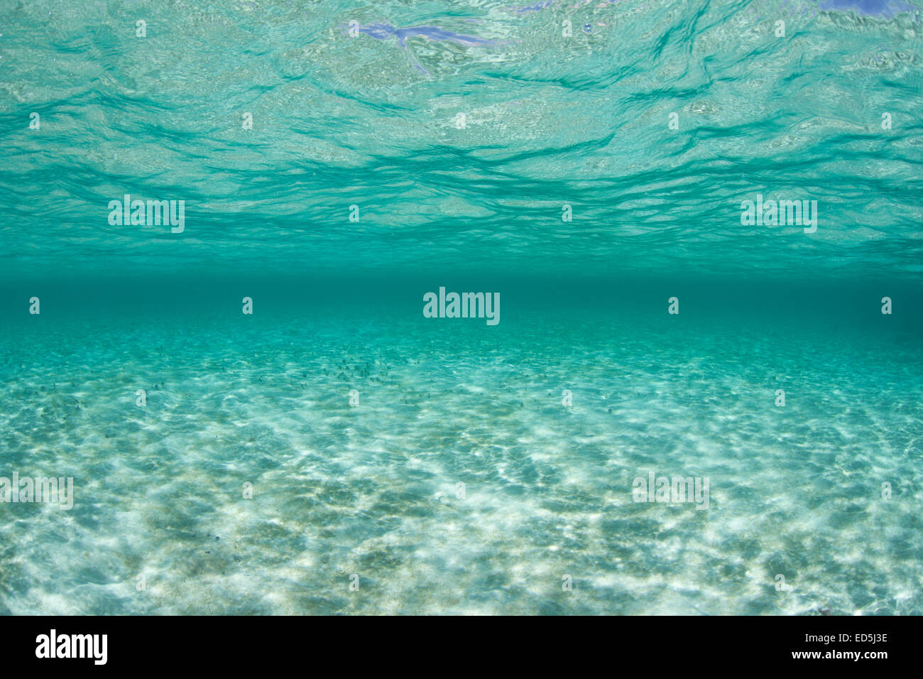 Shallow sea fish caribbean hi-res stock photography and images - Alamy
