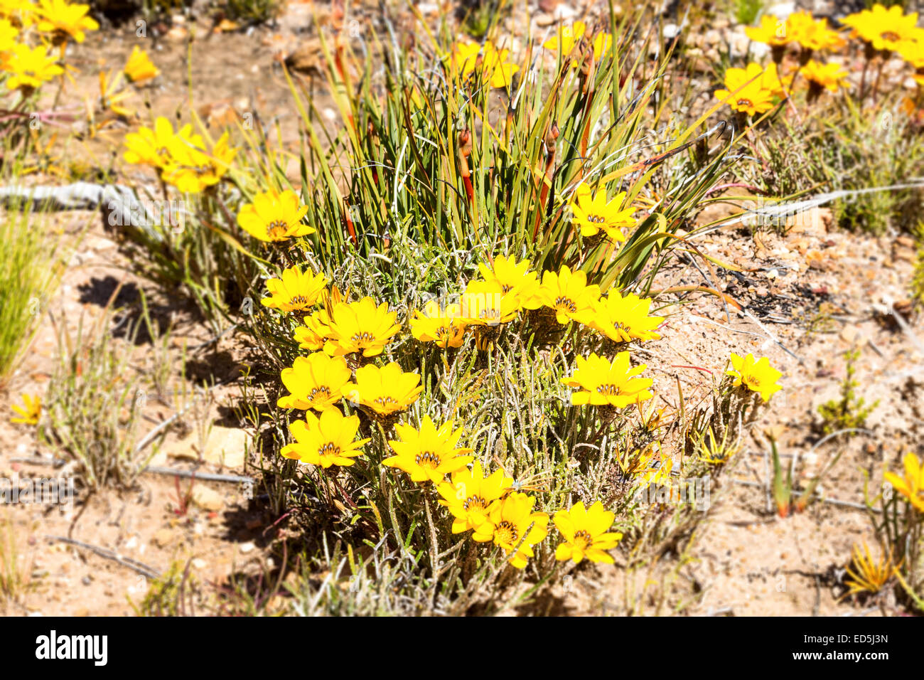 Wildflowers, springtime, Pakhuis Pass to Heuningvlei, Cederberg ...