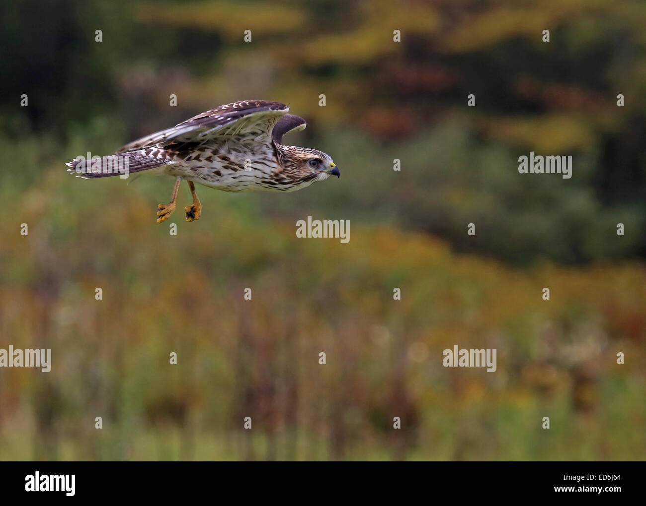 Gliding Broad-winged Hawk Stock Photo - Alamy