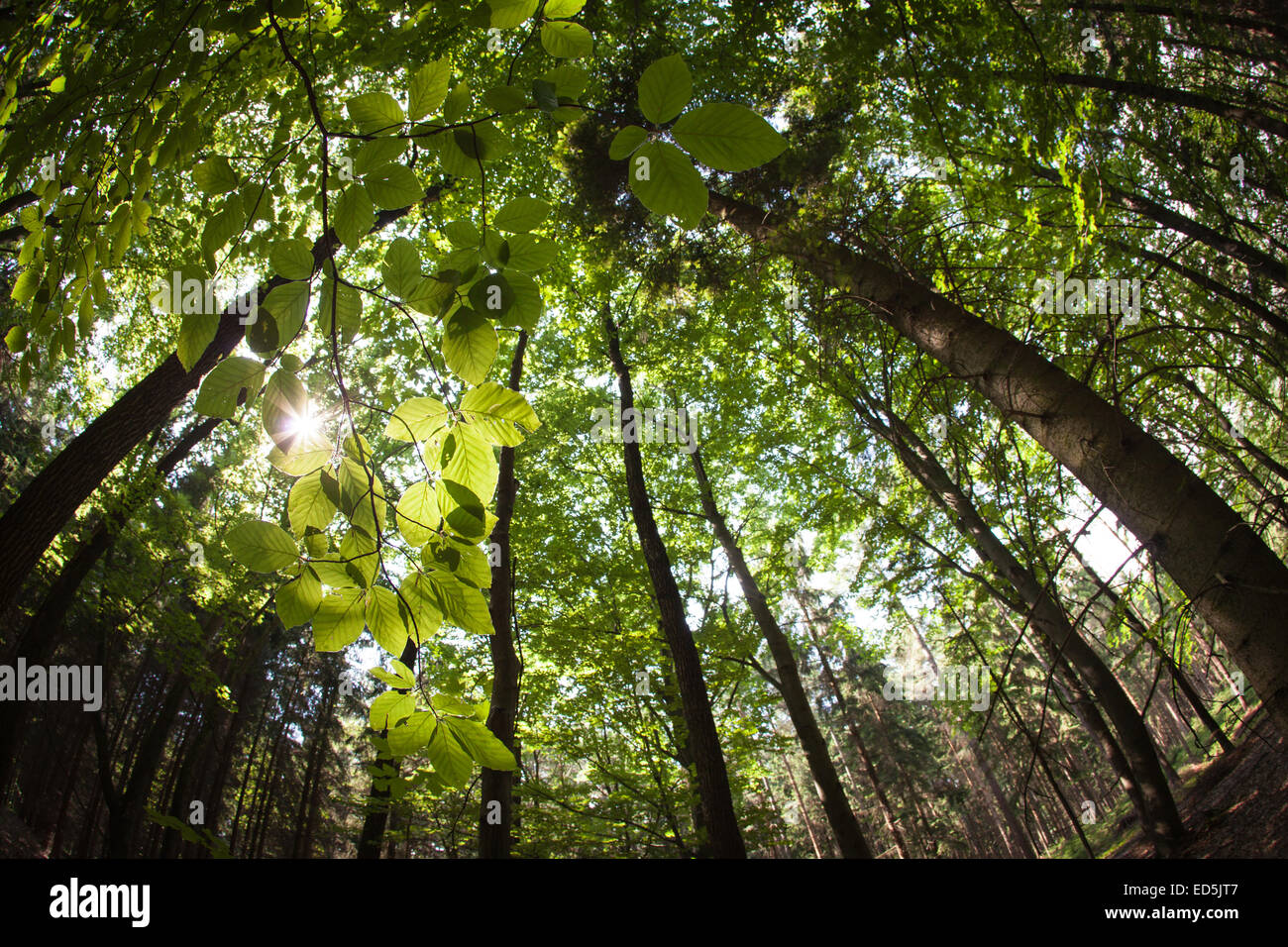 Distorted tree image yellow hi-res stock photography and images - Alamy