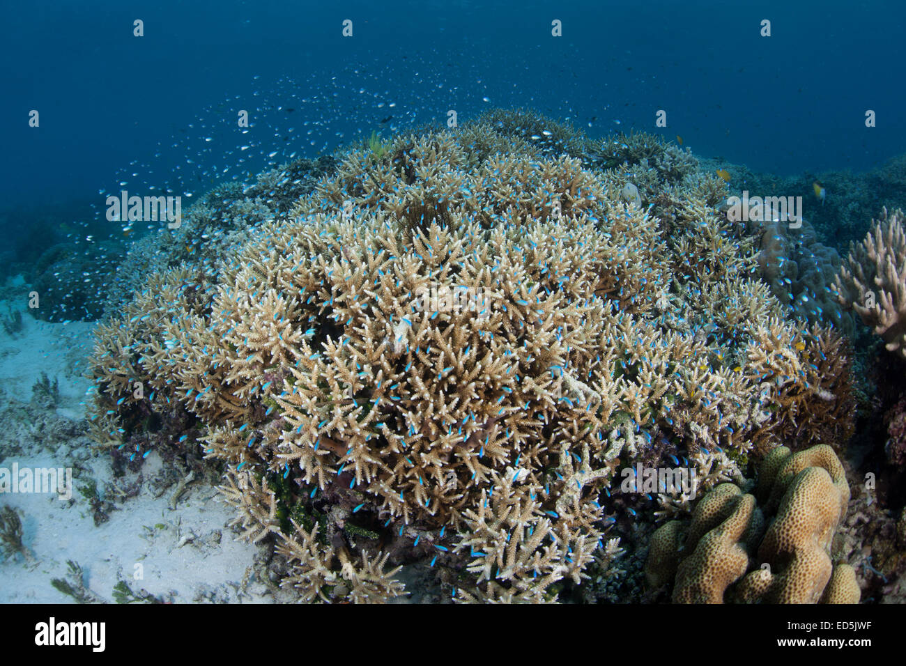 Tiny, colorful reef fish form a halo above a coral colony on a reef in ...