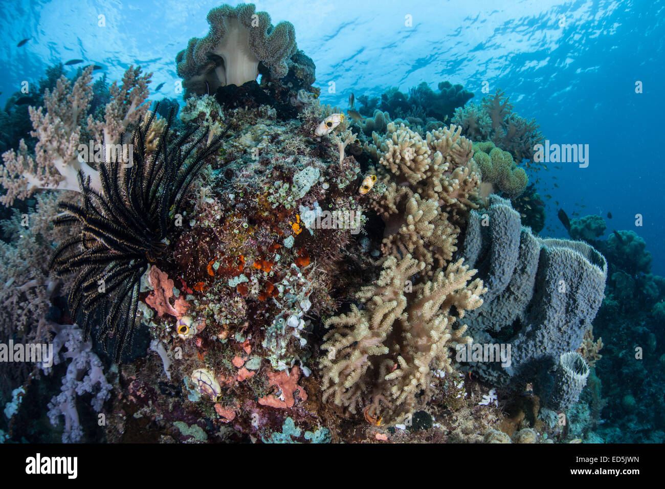 Diverse marine life hi-res stock photography and images - Alamy