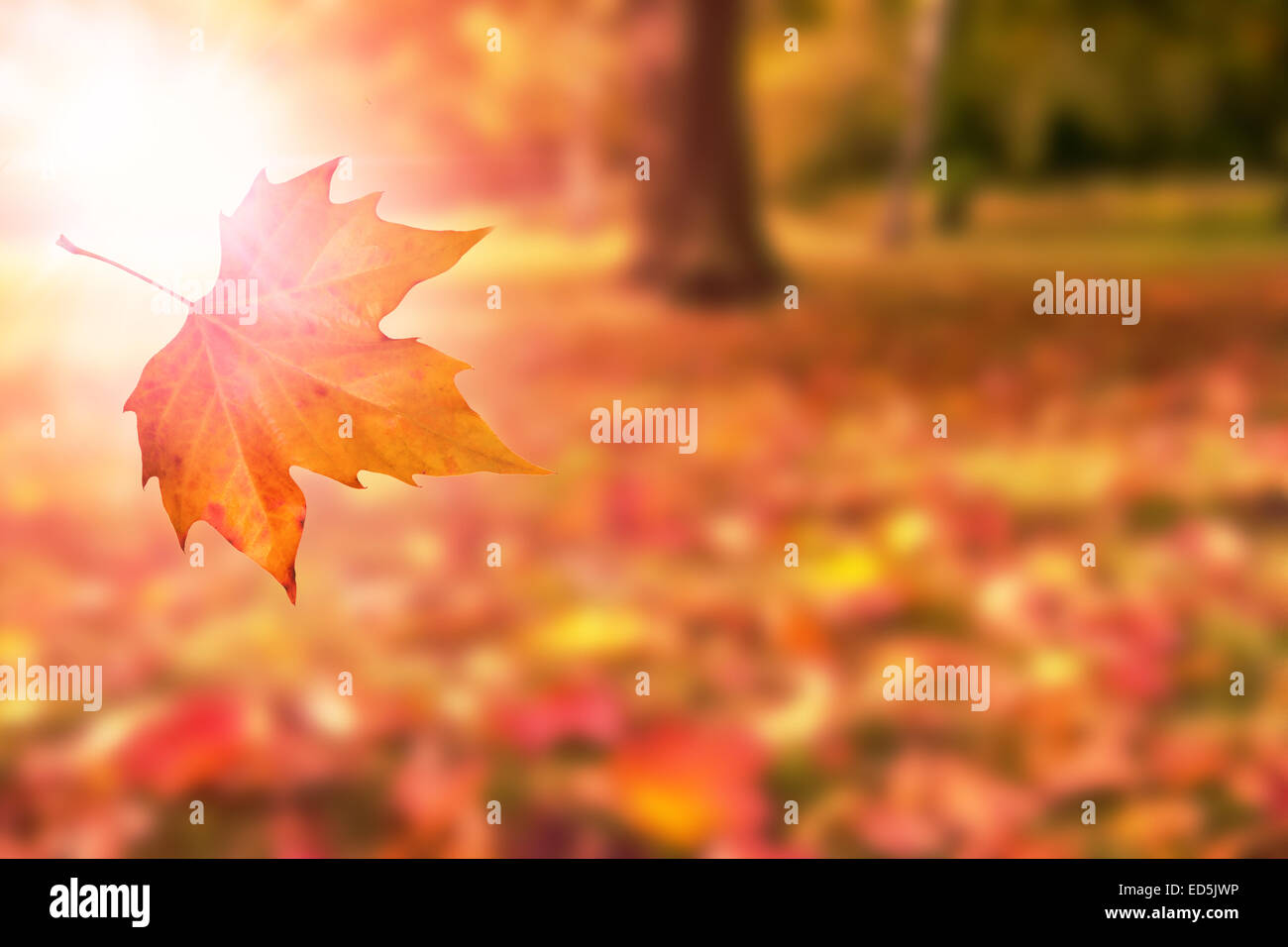 autumn background with single leave Stock Photo - Alamy