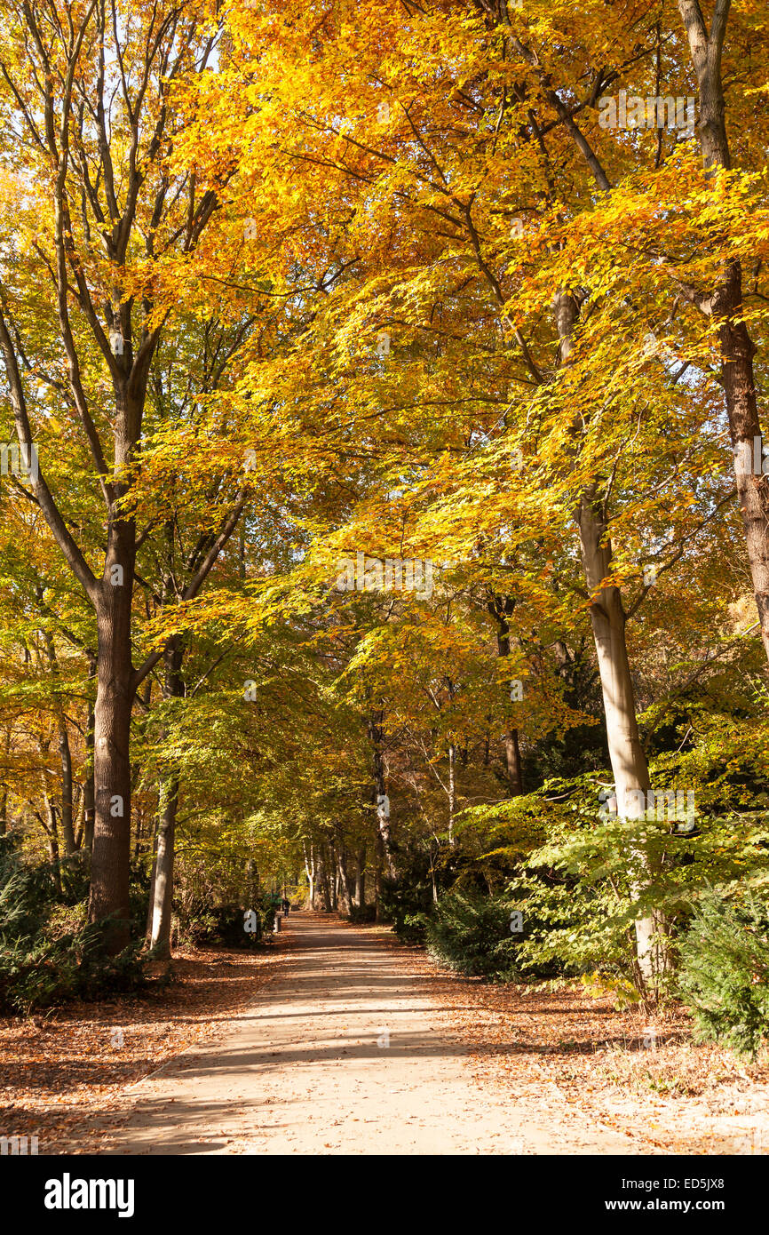 Walk tree hi-res stock photography and images - Alamy