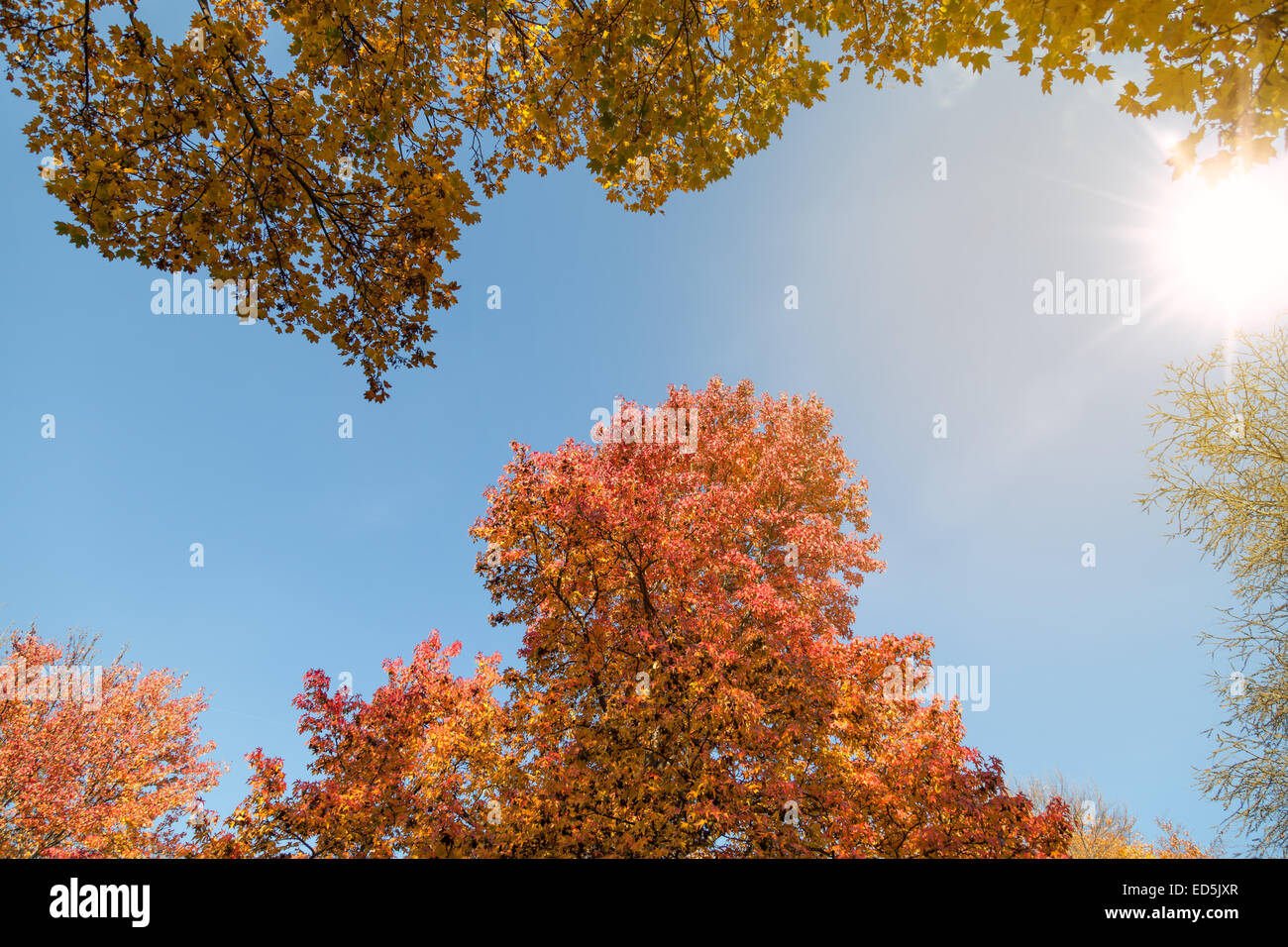 sunlight in sky and autumn trees Stock Photo - Alamy