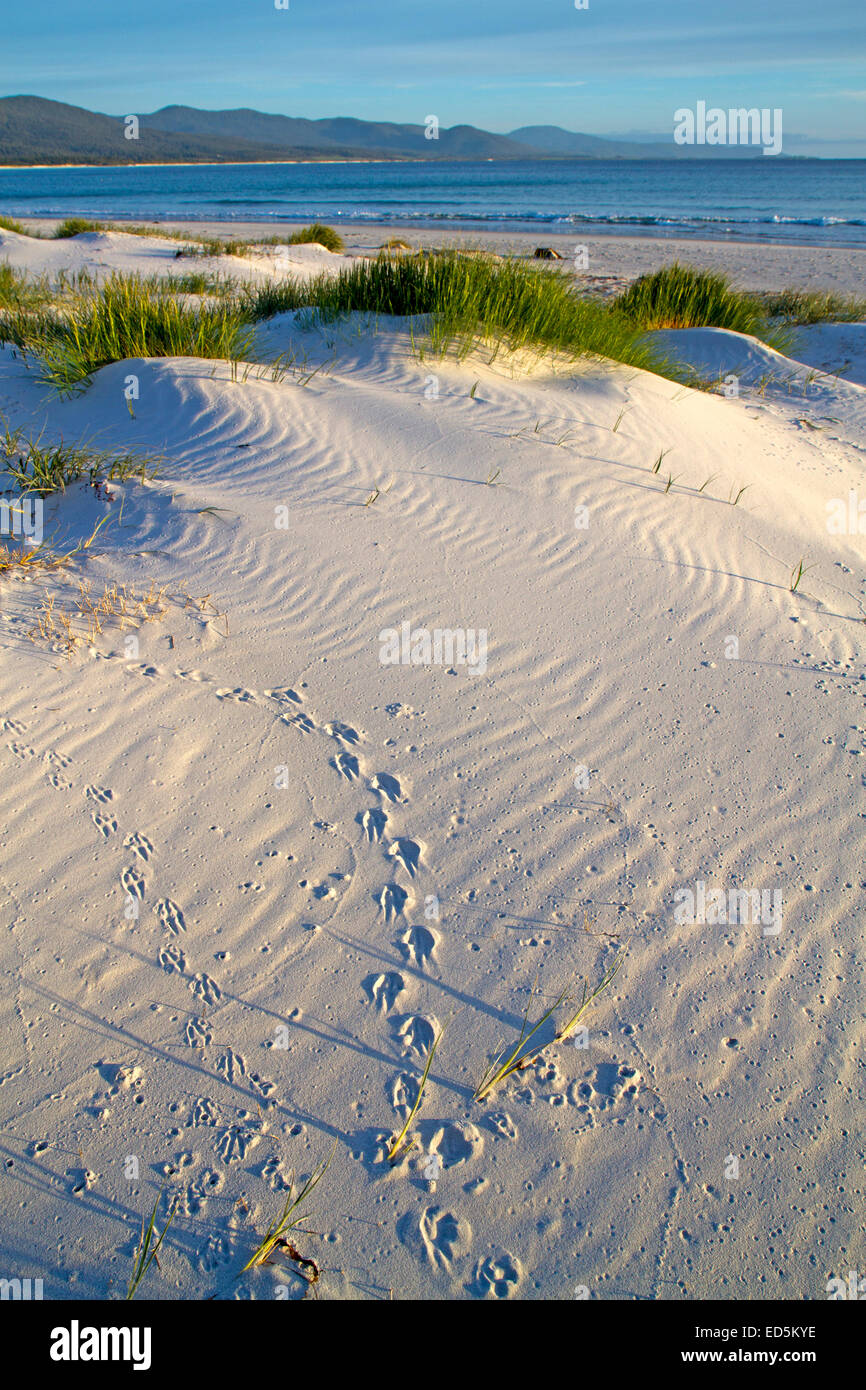 Penguin tracks on the beach at Bicheno Stock Photo - Alamy