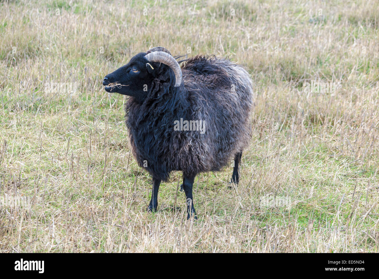 Black sheep with a broken horn tip standing in a field grazing, eating ...