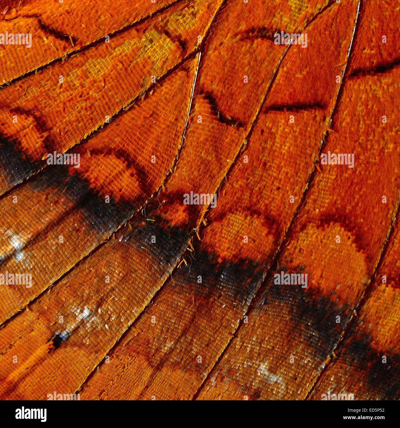 Macro closeup of butterfly wing background Stock Photo - Alamy