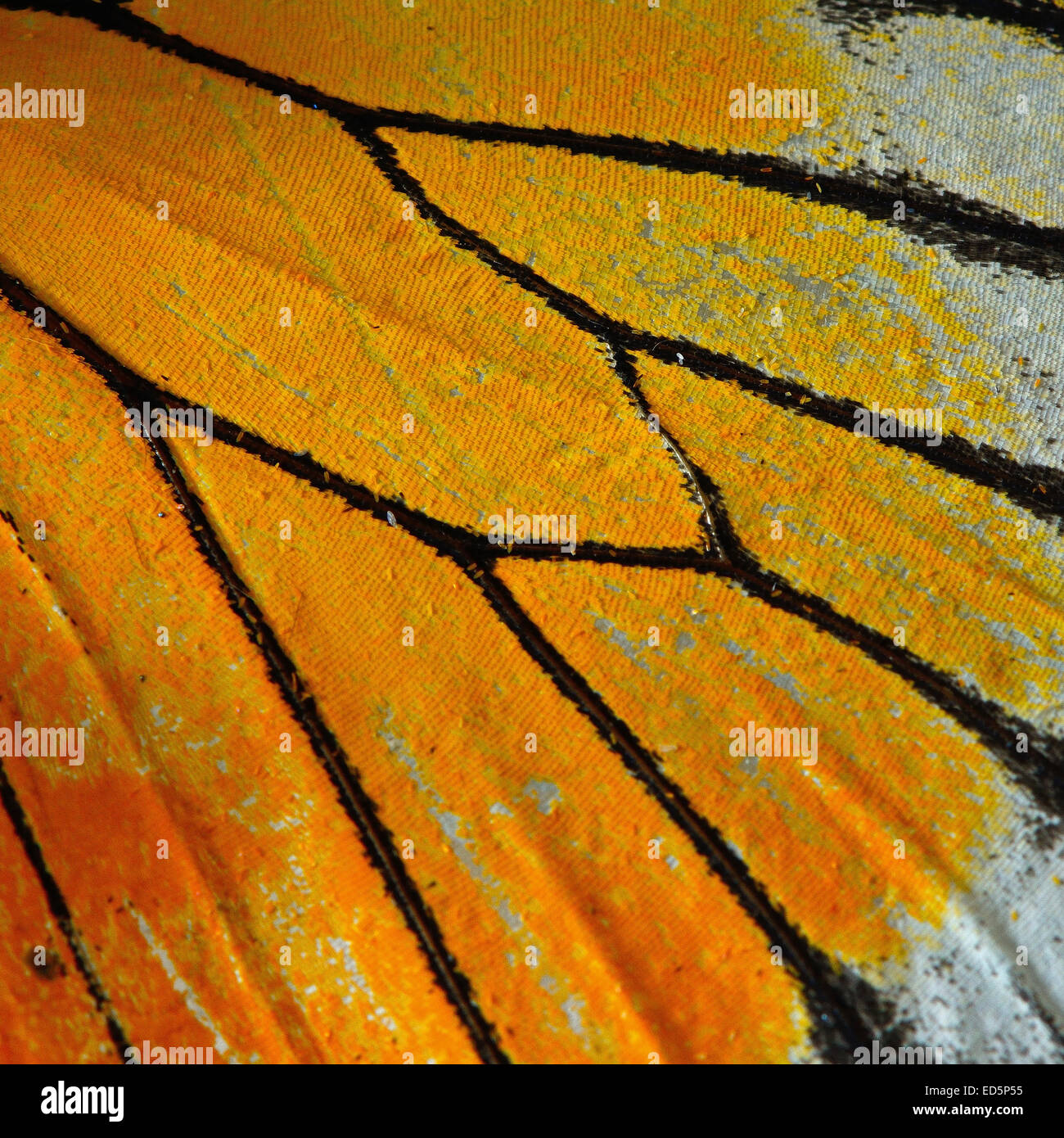 White wing butterfly hi-res stock photography and images - Alamy
