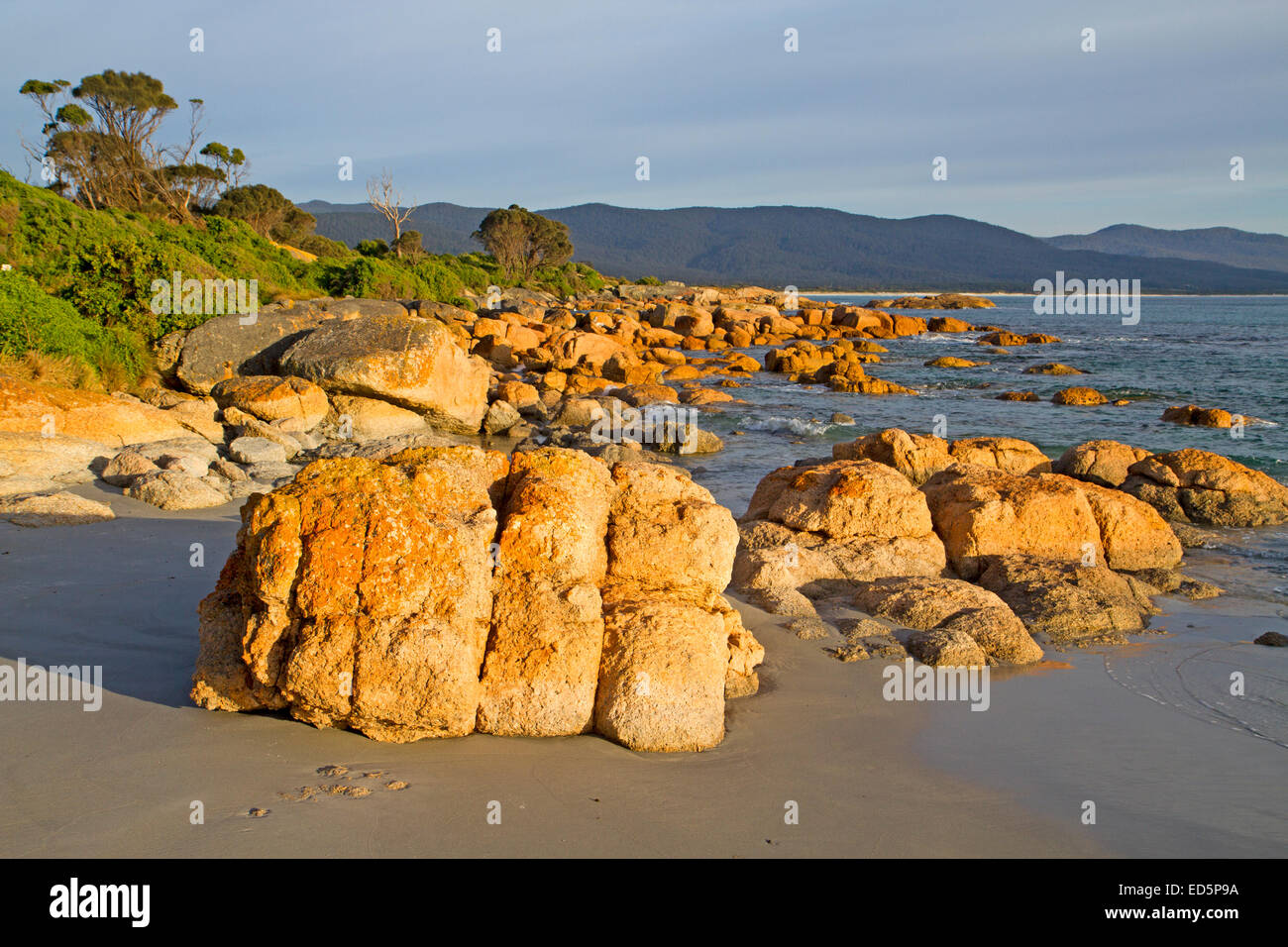 Bicheno hi-res stock photography and images - Alamy