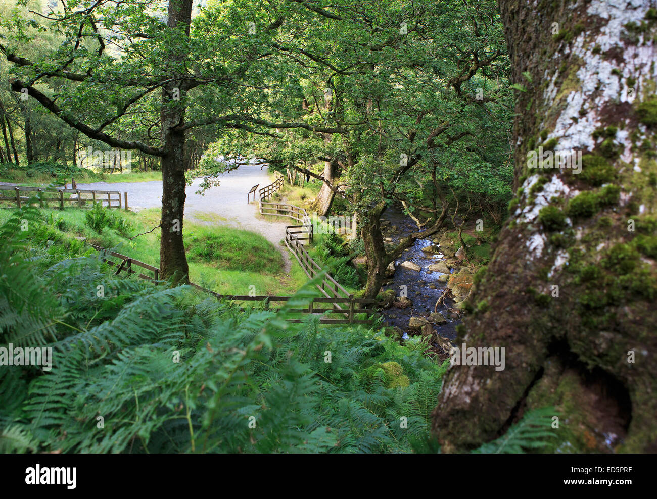 Walking trail to waterfall Stock Photo - Alamy