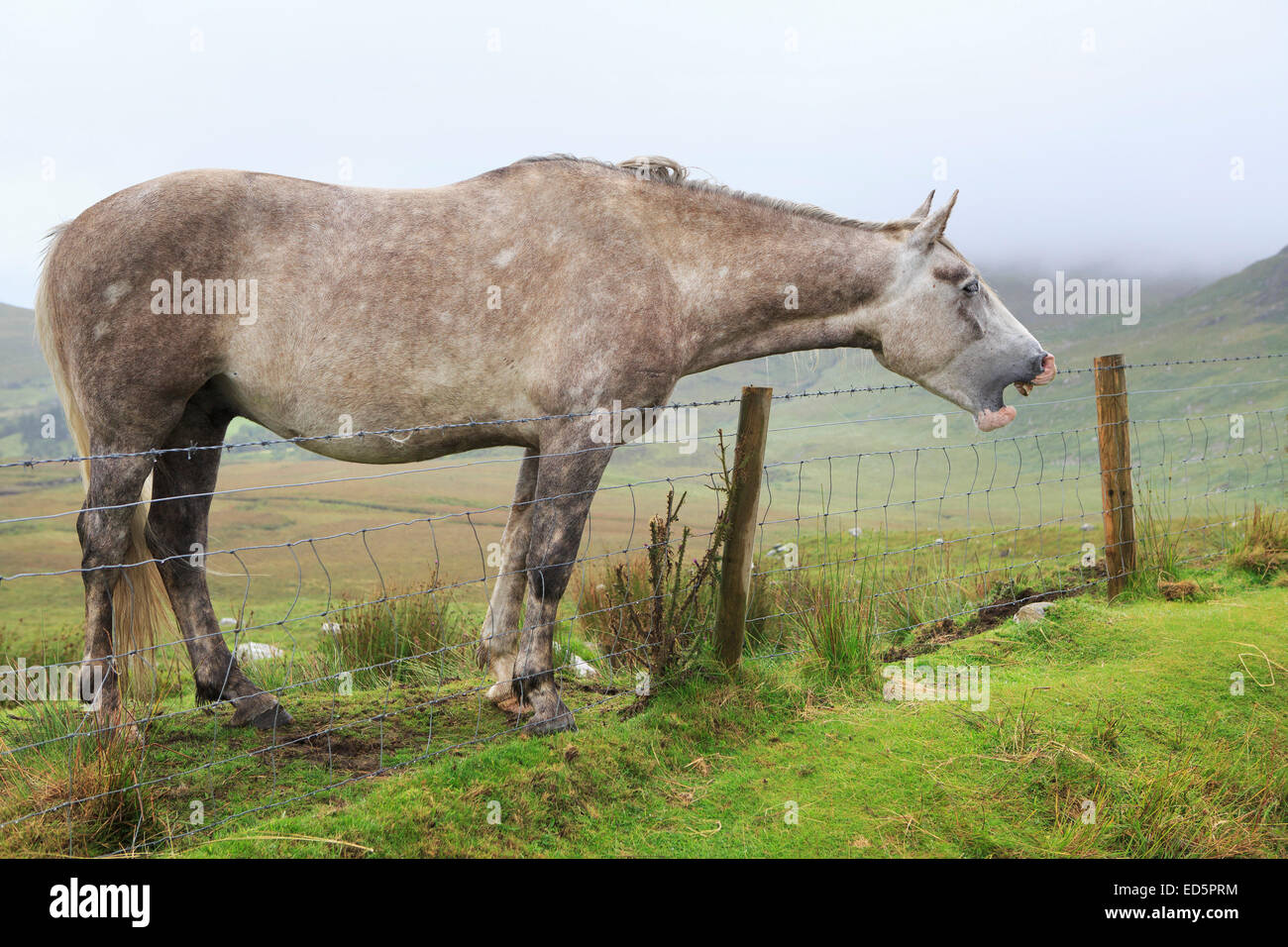 Neighs High Resolution Stock Photography and Images - Alamy