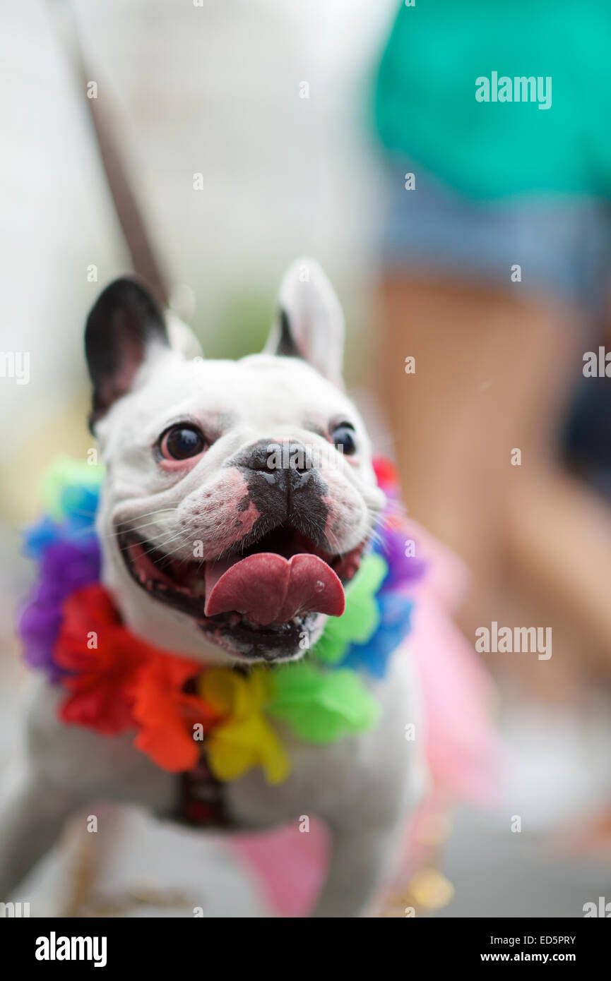 French bulldog wearing bright rainbow of colors for the Rio Blocao ...