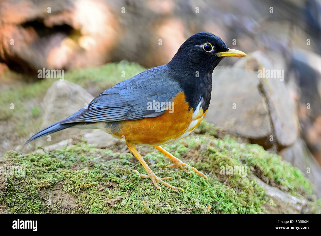 Colorful black bird, male Black-breasted Thrush (Turdus dissimillis ...