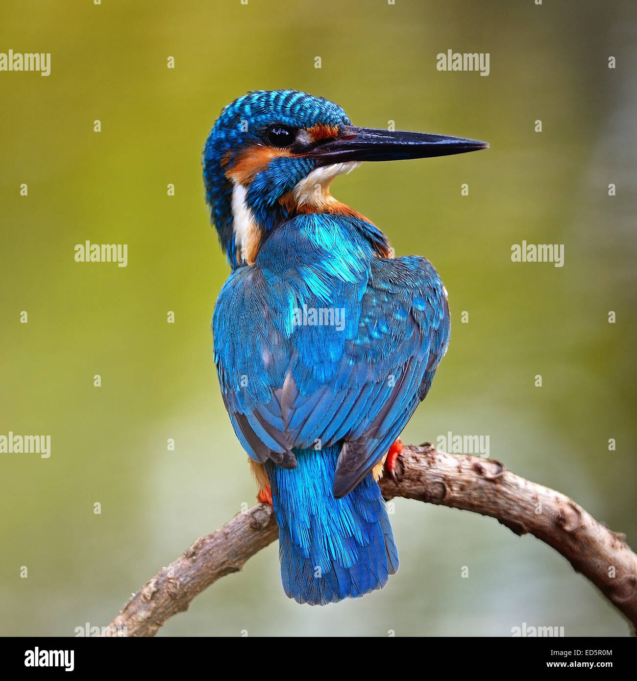 Colorful blue Kingfisher bird, male Common Kingfisher (Alcedo atthis ...