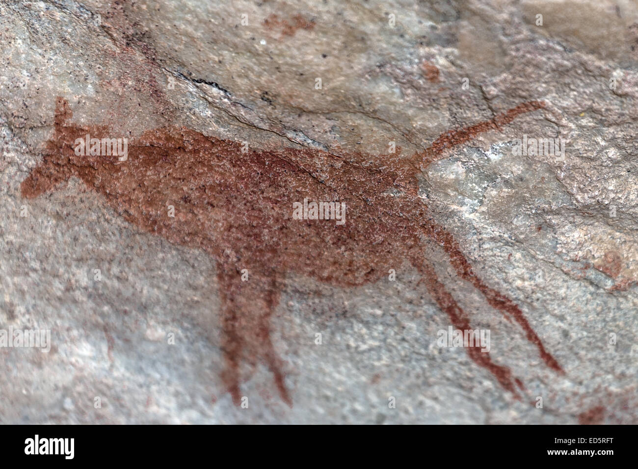 animal, San Rock Art, Clanwilliam, Western Cape, South Africa Stock ...