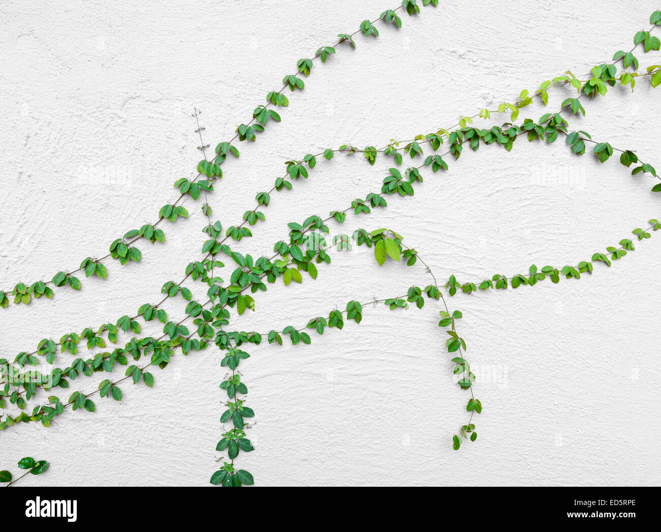 ivy vine on wall Stock Photo - Alamy