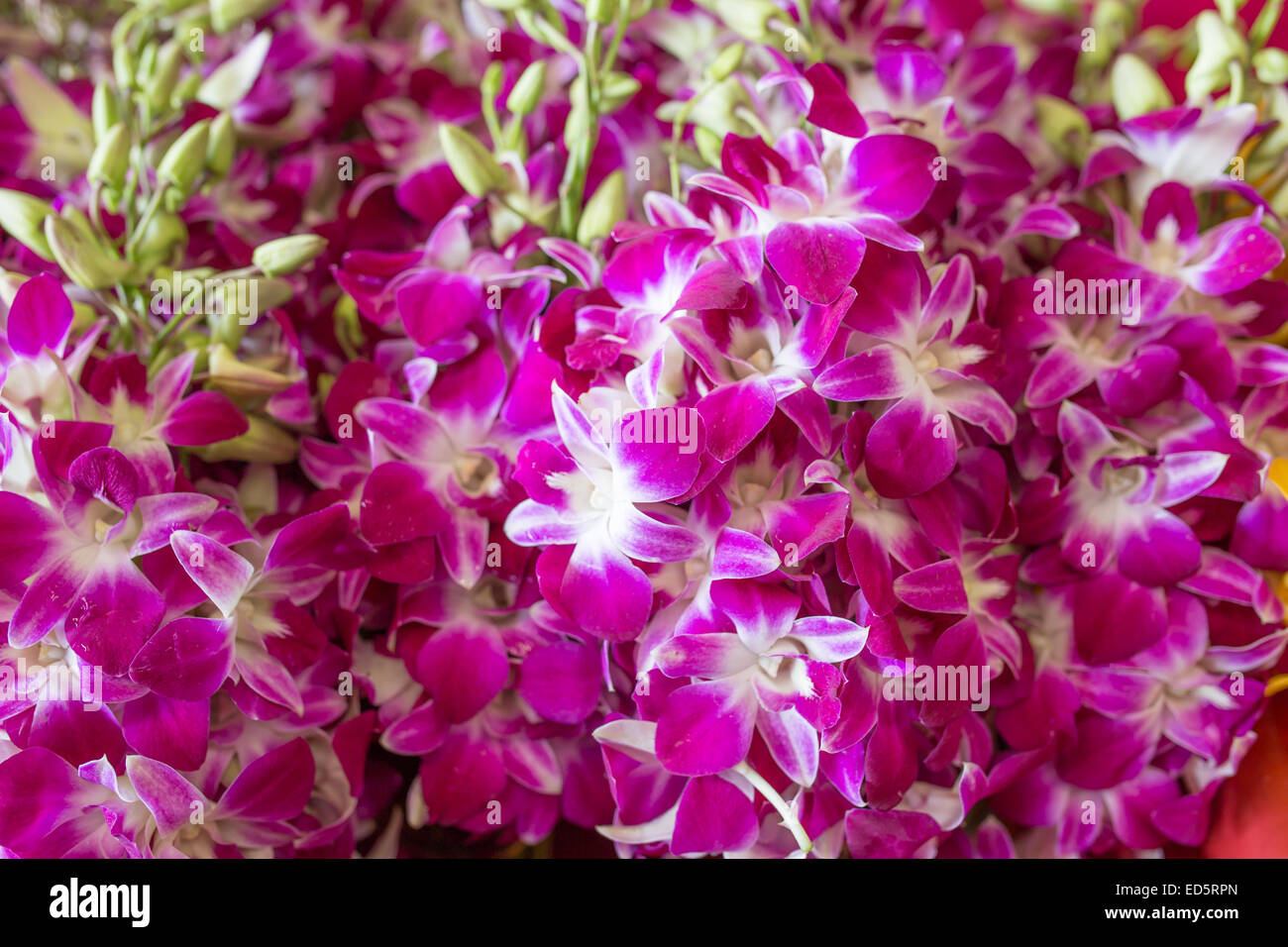 pink orchid background Stock Photo - Alamy