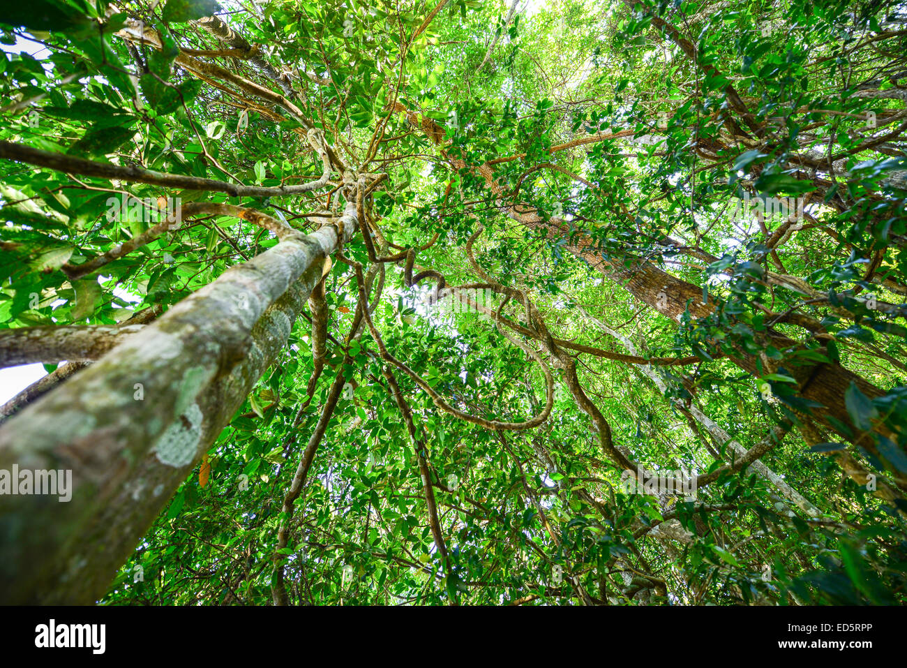 Rainforest tall tree hi-res stock photography and images - Alamy